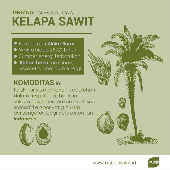 Klasifikasi dan Morfologi Tanaman Kelapa Sawit - Agroindustri