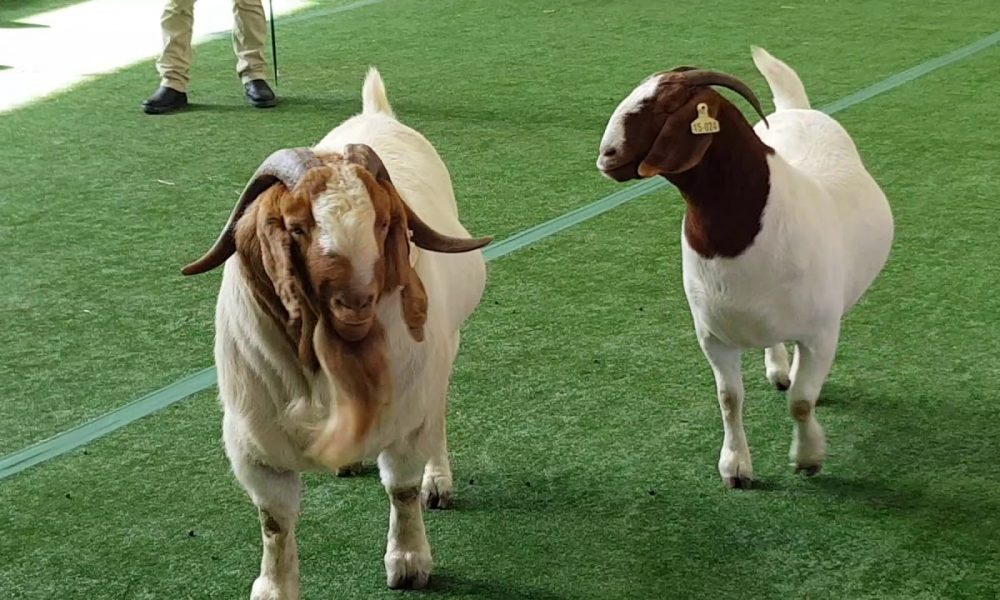 Tips Ternak Kambing Boer Agar Untung Besar - Agroindustri